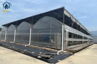 China Hydroponic Multi Span Greenhouse for sale