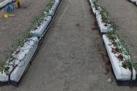 China Hydroponic Nutrients Planting Trough PP Roll Growing Gutter For Tomatoes for sale