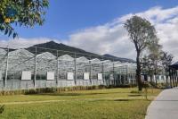 Quality Large Size Glass Multi Span Greenhouse Structure Agricultural Tomato Farming for sale