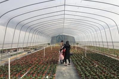 China Easily Installed UV Plastic Covering Greenhouses for Commercial Agriculture for sale