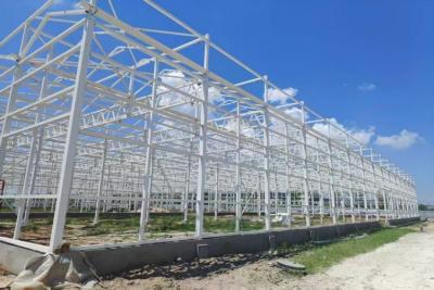 China Hot-Dip Galvanized Structure Multi-span Plastic Film Greenhouse For Planting Blueberry for sale