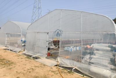 China Heat Preservation and Rain protection Vegetables Fruit High Tunnel Walk-in Greenhouse for Vegetables for sale