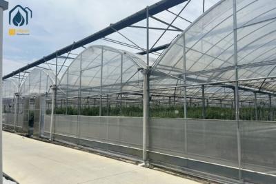 China Multi Span Greenhouse For Modern Farms Greenhouse Water Saving Organic Crops for sale