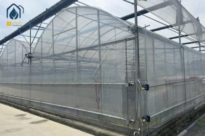 China Multi Span Greenhouse Automated Hydroponic Greenhouse For Agriculture for sale