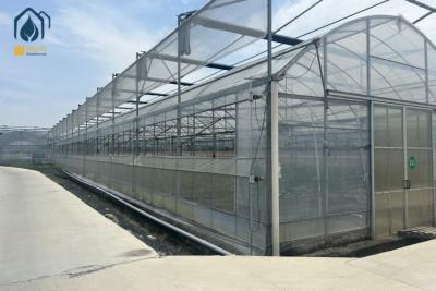 China Multi Span Greenhouse Year Round Vegetable Growing Greenhouse For Farms for sale