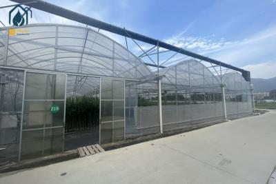 China Multi Span Greenhouse Indoor Vegetable Greenhouse For Herb Cultivation for sale