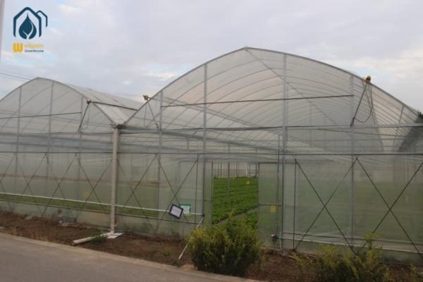 Quality Herb Greenhouse Multi Span Indoor Green House For Year Round Cultivation for sale