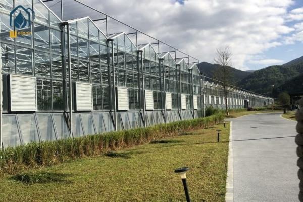 Quality Agricultural Glass Greenhouse For Year Round Vegetable Flowers Harvests for sale