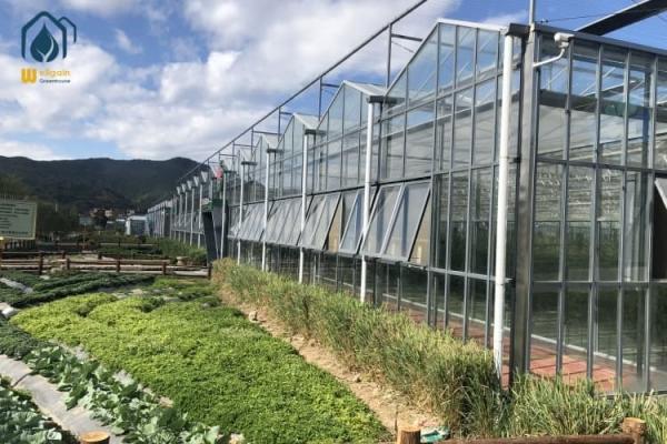 Quality Multi Span Tomato Glass Greenhouse For Year Round High Yield Production for sale
