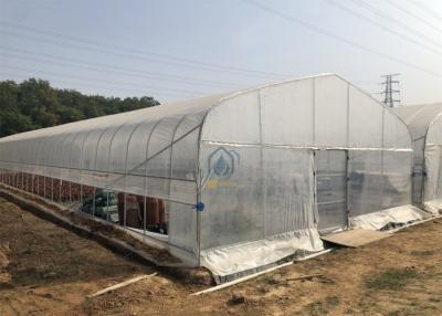 China Automatische manuelle Lüftung Einzelspann-Tunnel Gewerbliche Landwirtschaft Gewächshaus Gemüsefarm zu verkaufen