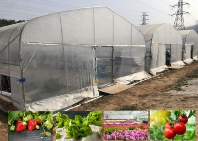 China Einfach zu montierendes, wasserdichtes PE-Folien-Fertigteil-Gewächshaus mit Einzelbogen für Erdbeeren, Tomaten und Blumen zu verkaufen