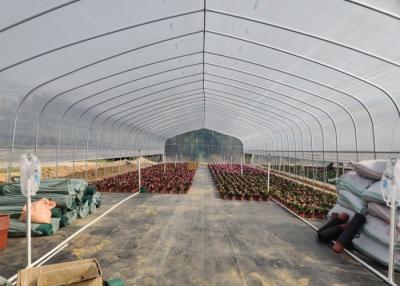 China Polytunnel-Tunnel Einzelspannwirtschaftliche Landwirtschaft Tomate und Erdbeer Gewächshaus für intelligente hydroponische nachhaltige Landwirtschaft zu verkaufen