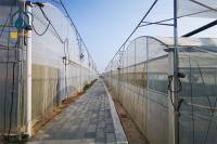 China Complete Hydroponic Multi Span Greenhouse with Nutrient Delivery and Recirculation System... for sale