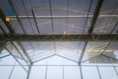 China Motorized Roof Vent Multi Span Greenhouse with Side Roll-Up Ventilation Windows... for sale
