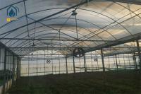 China Multi Span Greenhouse with Full Insect Proof Netting System for sale