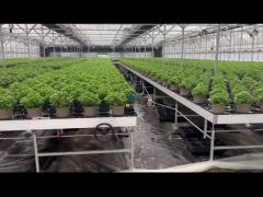 Tables à rouleaux en acier galvanisé en serre avec système de drainage intégré