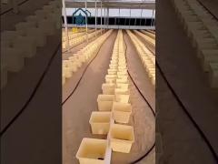 Coltivazione senza suolo Botti di fiori olandesi idroponici per mirtilli e pepe