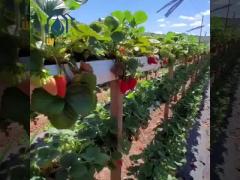 Agropecuária PVC Vertical NFT Galle Planting Troughs Agricultura Troughs de cultivo de vegetais
