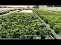 Hidroponía de flujo y reflujo bancos rodantes bandejas de plantas de invernadero protección UV
