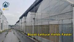 Hydroponic Lettuce Multi Span Greenhouse