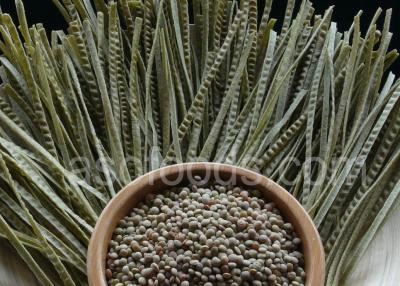 China Vegan and Kosher certified lentil fettuccine for sale