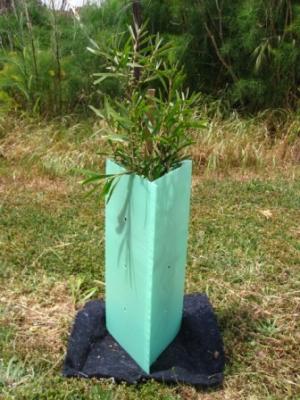 Cina I pp hanno ondulato le guardie di plastica di Corflute Sustainable Tree della guardia dell'albero in vendita