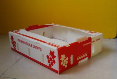 Cina Scatole di cartone Coroplast Kiwi Fruit Packing Box dei prodotti freschi di Corflute in vendita