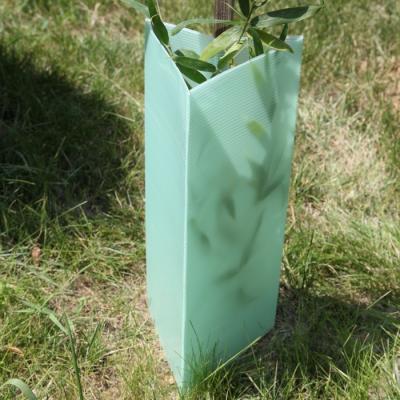 China Triangle Corrugated Plastic Tree Guards 2mm Corflute Plant Guards for sale