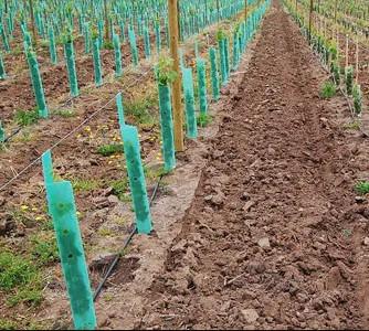 Cina L'albero ondulato di Corflute custodice le guardie dell'albero del polipropilene di 3mm in vendita