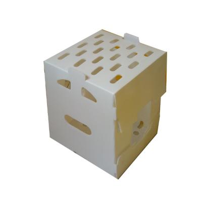 Cina Recyled PP Corrugated Plastic Box Fruit Packaging Box Customized in vendita