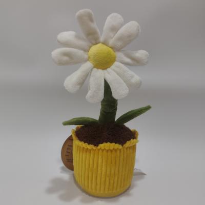 China Recording and Rolling Daisy Plush Toy for sale