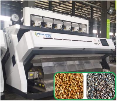 Cina Rimozione intelligente del selezionatore di colore del grano saraceno per Fagopyrum esculentum in vendita