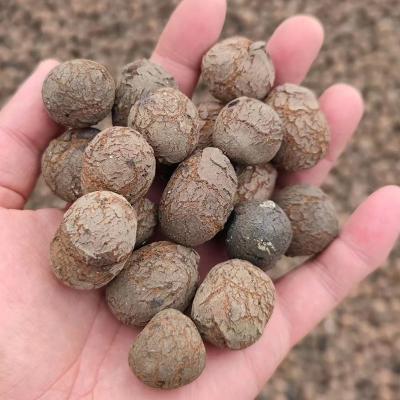 Cina 8-16mm LECA Balls Clay Balls per l'idroponica 10-30mm LECA per la costruzione China Supplier in vendita