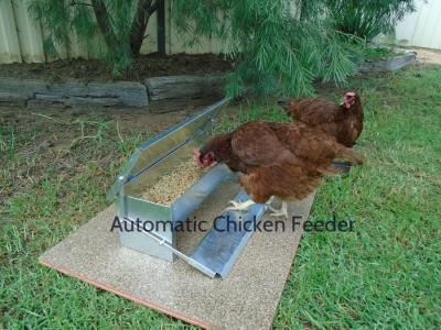 China OEM 51x21cm Rust Proof 16.4L Auto Chook Feeder for sale