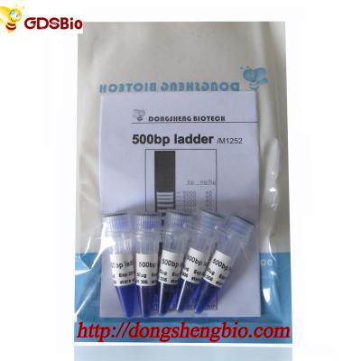 Cina Scala classica M1251/M1252 delle scale & degli indicatori 500bp del DNA in vendita