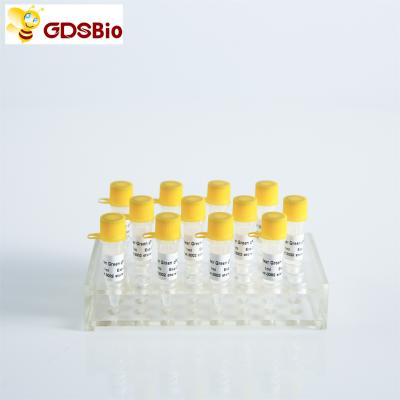 Cina Miscela in tempo reale P2201 P2202 di PCR della sonda QPCR di GDSBio HS in vendita