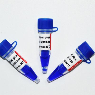 Cina scala 100bp più l'indicatore del DNA M1071 (50μg) /M1072 (50μg×5) in vendita
