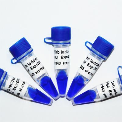 Cina 1kb elettroforesi del gel della scala dell'indicatore del DNA della scala 1000bp in vendita