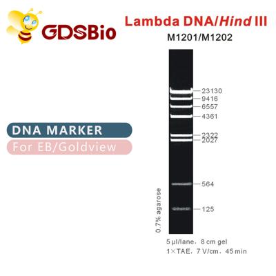 Cina λDNA/scalaⅢ posteriore M1201 (50μg) /M1202 (5×50μg) dell'indicatore del DNA in vendita