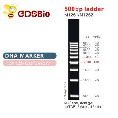 Cina 500bp indicatore M1251 (50μg) /M1252 (5×50μg) del DNA della scala in vendita