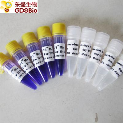 Cina Miscela di PCR del FS per rilevazione acida nucleica P2071 P2072 del RNA del DNA in vendita