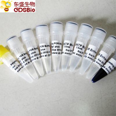 Cina DNA polimerasi lunga #P1064 1,000U di Taq in vendita