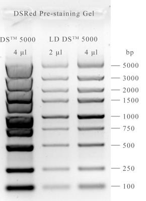 Cina Macchia acida nucleica non tossica 10000x 0.5ml del gel di DSRed in vendita