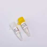 China 50 Rxn 2X Reverse Transcriptase PCR Reagents One Step Master Mix P1001 for sale
