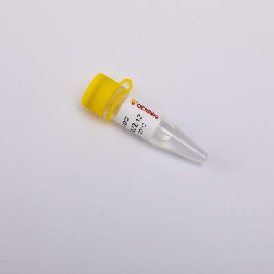 Cina Miscela matrice instabile al calore per enzima altamente efficace in tempo reale di contaminazione di PCR UDG l'anti in vendita