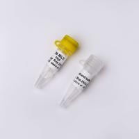 China Colourless Appearance M-MLV Reverse Transcriptase In PCR R1041 for sale