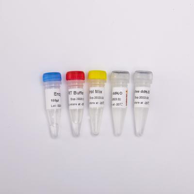 Cina La miscela di PCR di R1031 GDSBio RT per QPCR ha premescolato i reagenti di PCR della trascrittasi inversa in vendita
