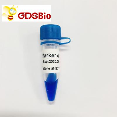 Cina 50 indicatori di dimensione del DNA di GDSBio delle preparazioni gelificano l'indicatore 4 di LD dell'elettroforesi in vendita