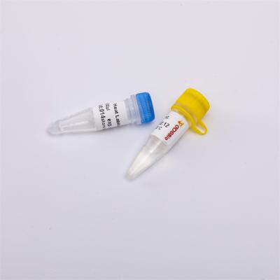 Cina Heat Labile Anti Contamination UDG Enzyme Molecular Biology For QPCR R5001 1 U/μL in vendita