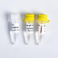 China Fast Restriction Endonuclease XhoI for sale